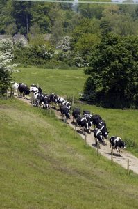 Cow comfort - The Healthy Feet Website