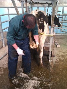 Hoof trimming methods - The Healthy Feet Website