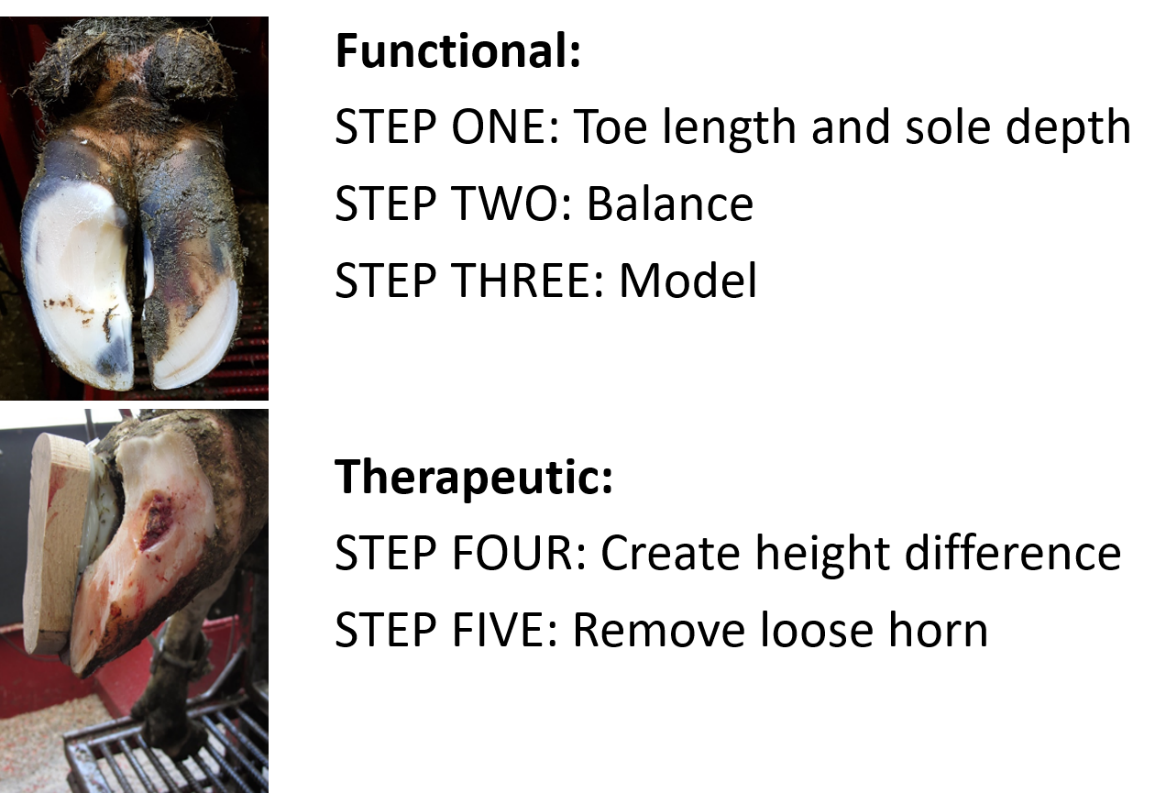 image11 - The Healthy Feet Website